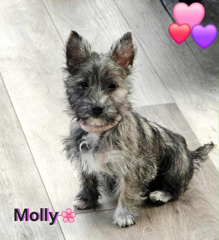 Fourche terrier Westie x Yorkshire ( deux vaccins) à vendre à St ...