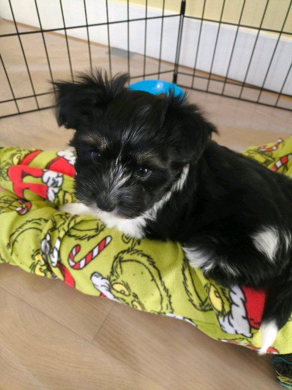 Chiots Morkie - croisé Yorshire Biro et Morkie (mère) à vendre à Pointe ...