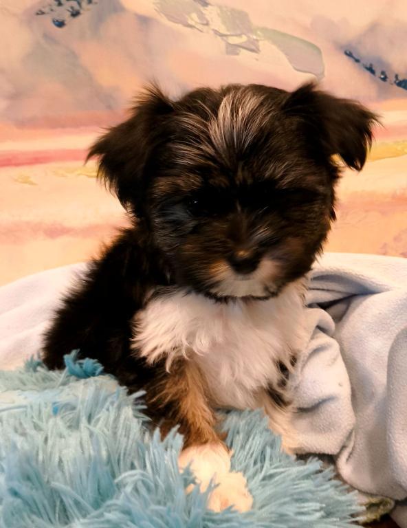 Chiots Morkie - croisé Yorshire Biro et Morkie (mère) à vendre à Pointe ...