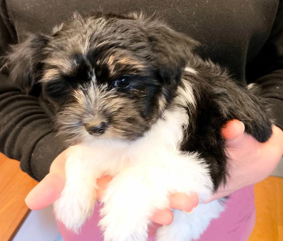 Chiots Morkie - croisé Yorshire Biro et Morkie (mère) à vendre à Pointe ...