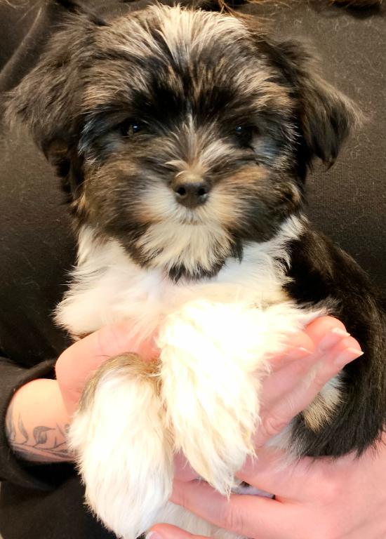 Chiots Morkie - croisé Yorshire Biro et Morkie (mère) à vendre à Pointe ...