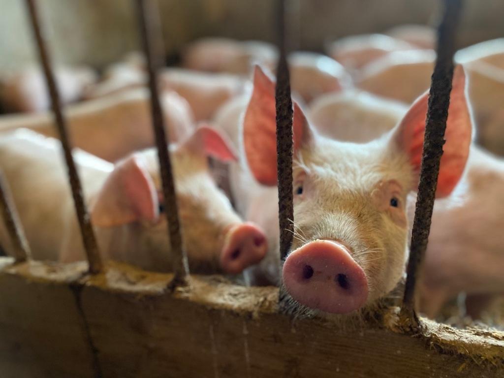 Porcelet/ Cochon/ Pig/ Piglets à vendre à Bury - LesPAC.com Animaux à ...