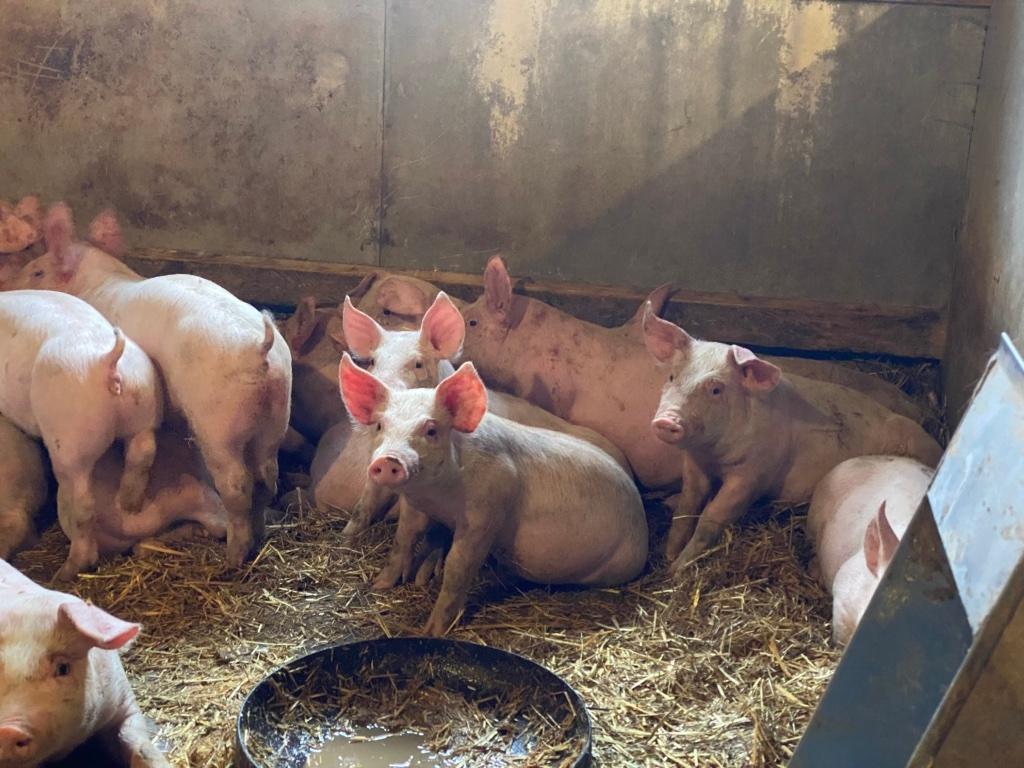 Porcelet/ Cochon/ Pig/ Piglets à vendre à Bury - LesPAC.com Animaux à ...