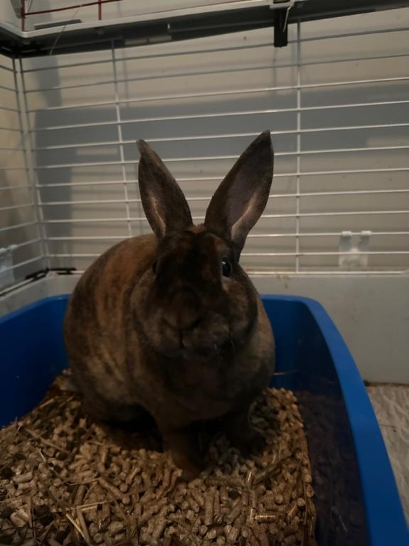 lapin mini rex mâle 1 an à vendre à St-Agapit - LesPAC.com Animaux à ...