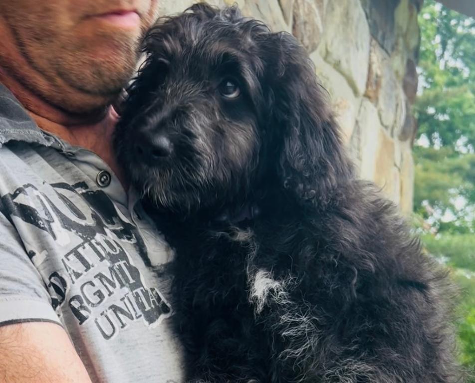 Magnifique Bordoodle F1 (Rareté) Silver-Blue et goldendoodles à venir à ...