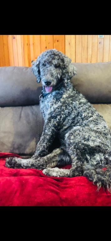 Magnifique Bordoodle F1 (Rareté) Silver-Blue et goldendoodles à venir à ...