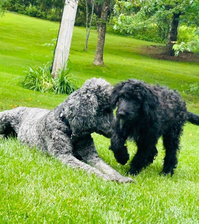 Magnifique Bordoodle F1 (Rareté) Silver-Blue et goldendoodles à venir à ...