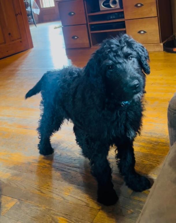 Magnifique Bordoodle F1 (Rareté) Silver-Blue et goldendoodles à venir à ...