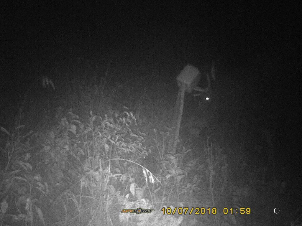 CHASSE ORIGNAL 2025 à vendre à Thetford Mines - LesPAC.com Articles ...