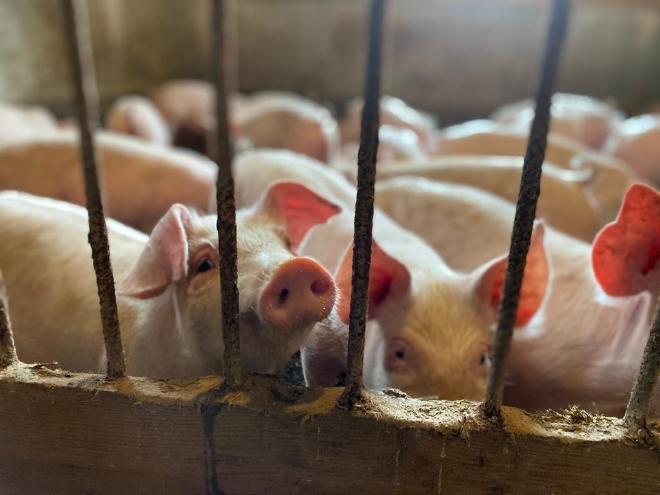 Porcelet/ Cochon/ Pig/ Piglets à vendre à Bury - LesPAC.com Animaux à ...