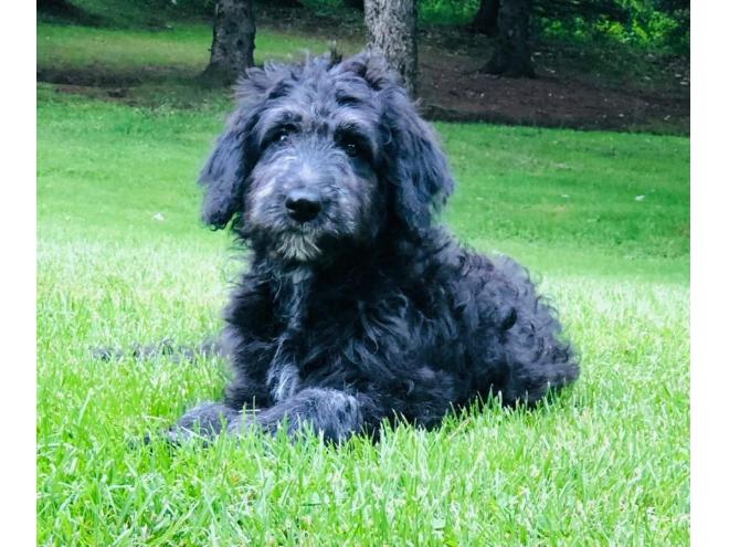 Magnifique Bordoodle F1 (Rareté) Silver-Blue et goldendoodles à venir à ...