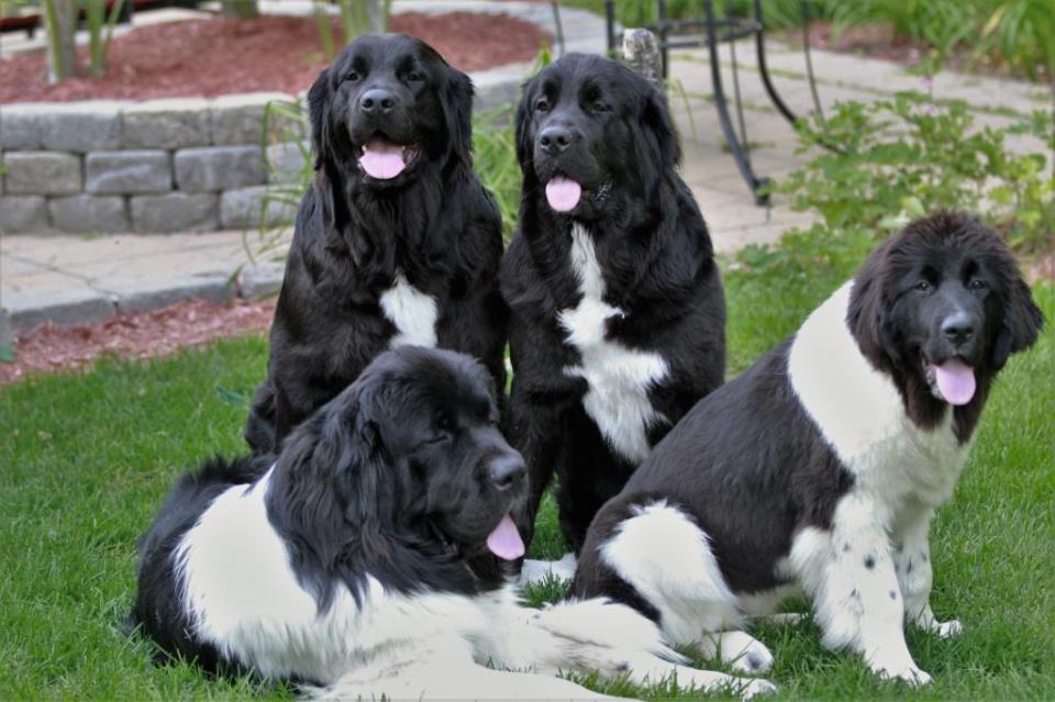 Élevage Chien Terre-Neuve (Chiot) newfoundland dog à vendre à St-Lin ...